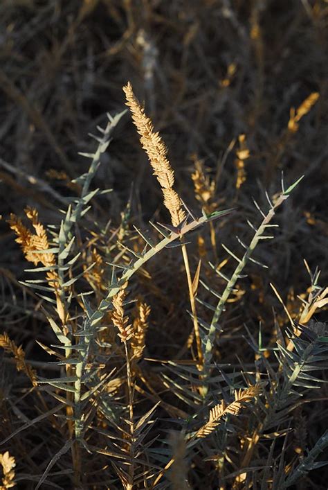 Plantsnap Identify Plants Trees Mushrooms With An App