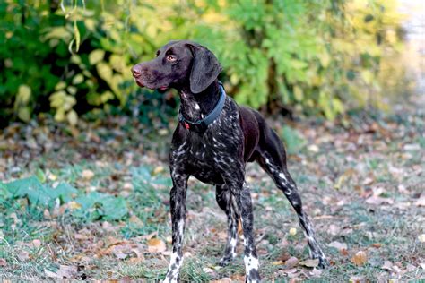 German Short Haired Pointer Facts Premier Pointers
