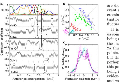 Fluctuations In Gap Gene Expression Levels A Pairwise Correlation