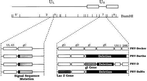 Schematic Representation Of Genomic Organizations Of Prv Mutants Four Download Scientific