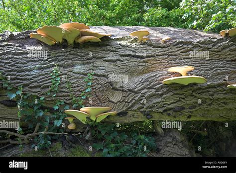 Tree Trunk With Fungus Stock Photo Alamy
