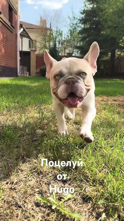 Мини французский бульдог ️ Youtube