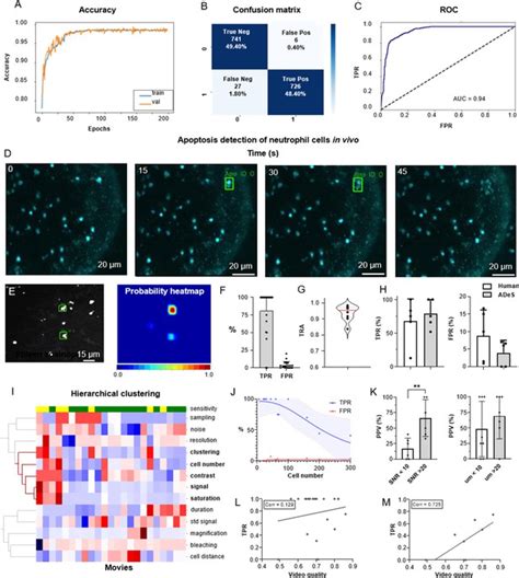 Transformer Based Spatialtemporal Detection Of Apoptotic Cell Death In