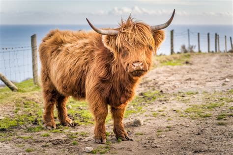 The Real Reason Highland Cattle Have Long Hair