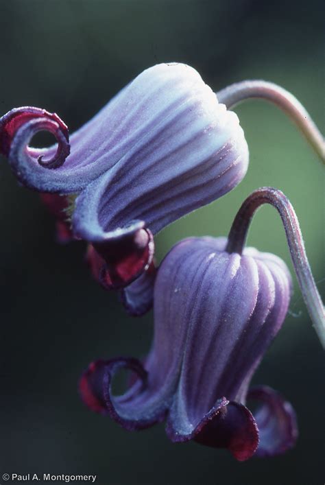 Clematis Pitcheri Native Plant Society Of Texas