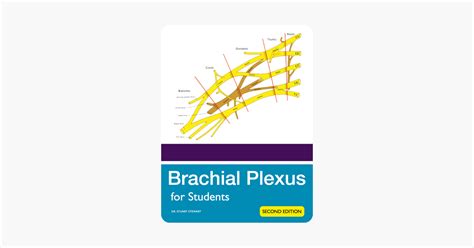Brachial Plexus For Babes On Apple Books
