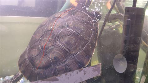 Shell Disease R Turtle