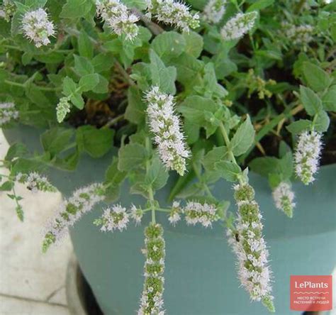 Мята длиннолистная (Mentha longifolia) — описание, выращивание, фото ...