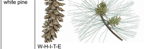 🌲 Trees Flashcards Quizlet