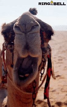 Funny Camel S Tenor