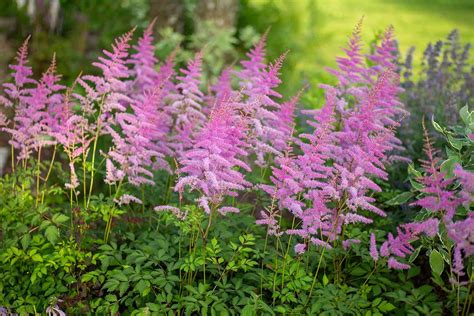 How To Grow And Care For Astilbe Flowers Gardeners Path