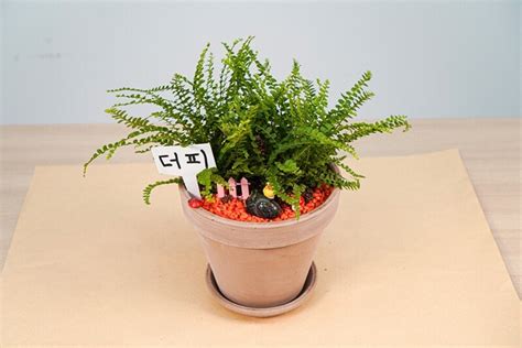 강원곳간 공기정화식물 종 원예체험키트 DIY 집들이선물 몬스테라 산세베리아 문샤인