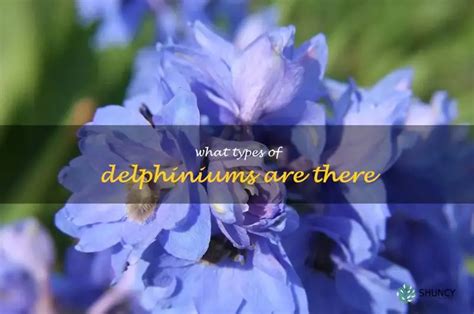 Exploring The Different Types Of Delphiniums A Comprehensive Guide ShunCy