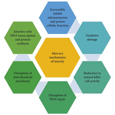 Pdf Mutagenic Carcinogenic And Teratogenic Effect Of Heavy Metals