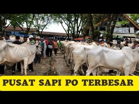 Pasar Sapi Kebumen Pusatnya Sapi PO Terbesar | Review Harga Pedet Bakalan & Betina Langsung Ke ...