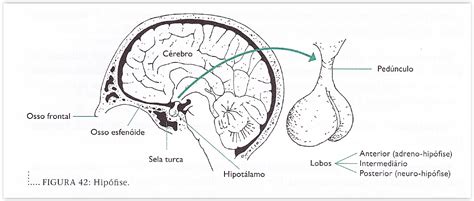 O Sistema Endócrino