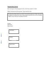 The Integumentary System Layers Functions And Protection Course Hero