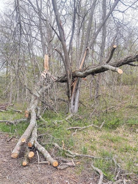tree that fell over in a storm and split another tree r mildlyinteresting
