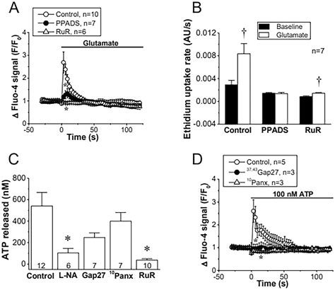 Control Of Astrocytic Ca2 Signaling By Nitric Oxide Dependent S Nitrosylation Of Ca2