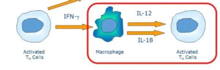 Cell Signalling Flashcards Quizlet