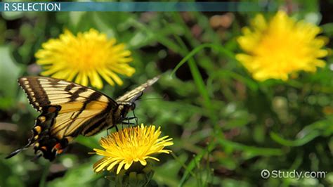 R Selected Species Definition Characteristics And Examples Lesson