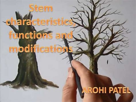 modifications of roots ppt