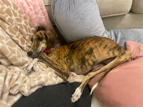 Happy Update Malak Is Reserved House Of Hounds Hoh