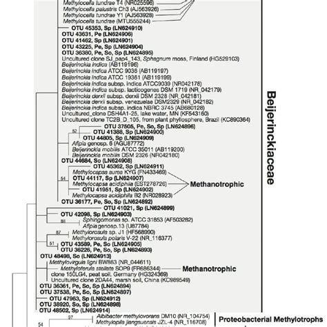 Phylogenetic Tree Based On Maximum Parsimony Mp Analysis Of