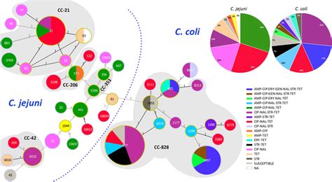 Minimum Spanning Tree Of C Jejuni And C Coli Isolates Constructed