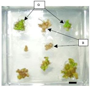 Cotyledon With Hypocotyl Segment As An Explant For The Production Of