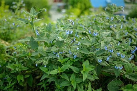 Propagate Comfrey From Root Cuttings For An Easy Way To Grow New Plants Horticulture Magazine