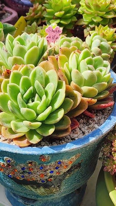 착한마녀의 다육이야기 흙이랑다육이랑 다육이 다육이분갈이 다육농원 다육이키우기 다육이를부탁해 다육이키핑장 식집사