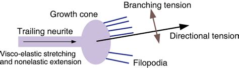 Axonal Pathfinding Detection Of Chemoattractants In The External