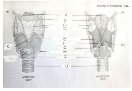 M Study Diagram Quizlet