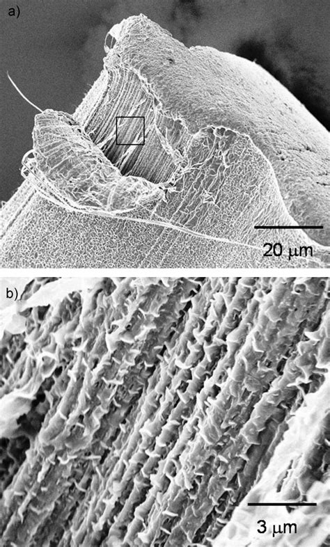 Figure 2 From Surface‐induced Polymer Crystallization In High Volume