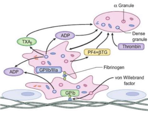 Coagulation Normal And Abnormal Flashcards Quizlet
