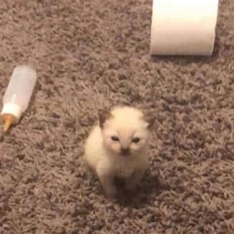 Pin On Cat Memes