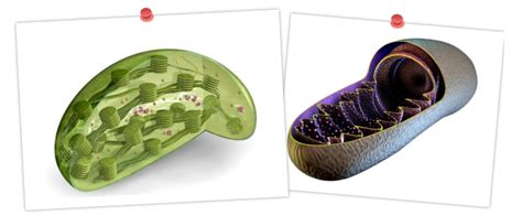 一文读懂细胞器基因组！ 知乎