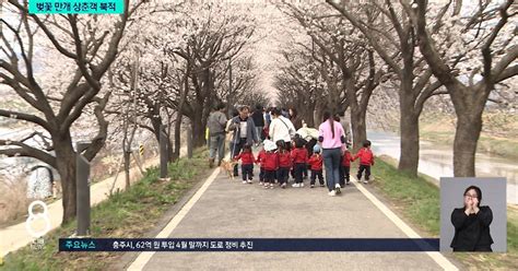 기다림 끝 기쁨 두 배벚꽃 개화에 마음도 활짝