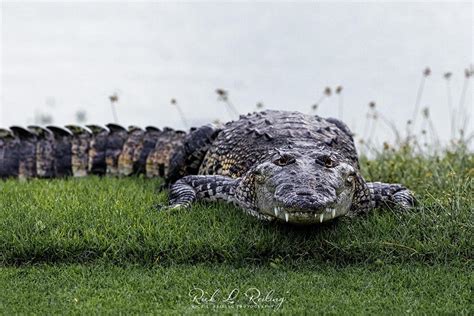 Gracias A Rick L Reiling Por Pga Riviera Maya