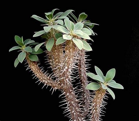 Angiosperm Leaf Modifications Britannica