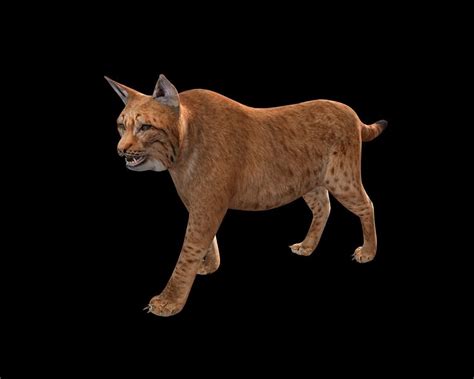 3D model Lynx Wild Cat Rigged VR / AR / low-poly rigged OBJ 3DS FBX C4D ...