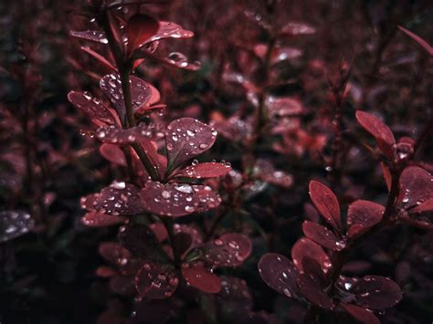9 Free Blob Tree And Tree Images Pixabay
