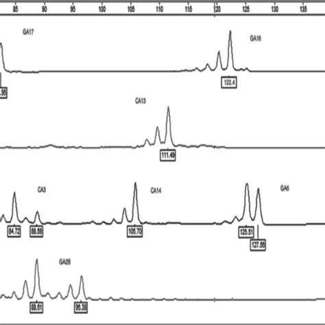 2 Example Of Electropherogram For The Specific Multiplex Pcr Strs Download Scientific Diagram
