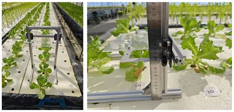 low cost lettuce height measurement based on depth vision and
