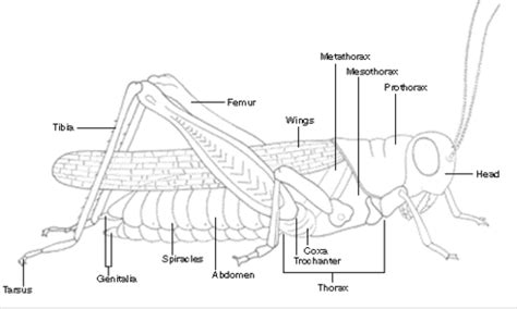Lab 9 Insect Anatomy Flashcards Quizlet