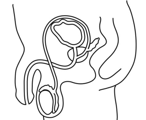 Male Reproductive System Diagram Quizlet