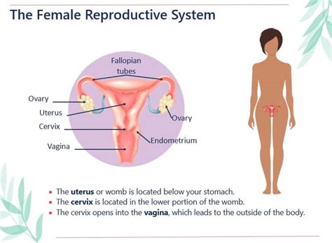 Female Reproductive System Diagram