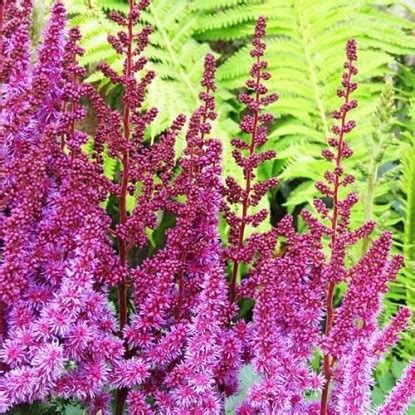 Саженцы астильб в Минске в интернет-магазине c доставкой почтой по ...