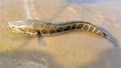 Snake Headed Fish That Can Breathe Air And Slither On Land Caught In